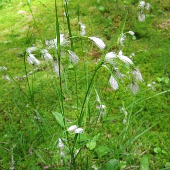 Field Botany, North House Folk School Course